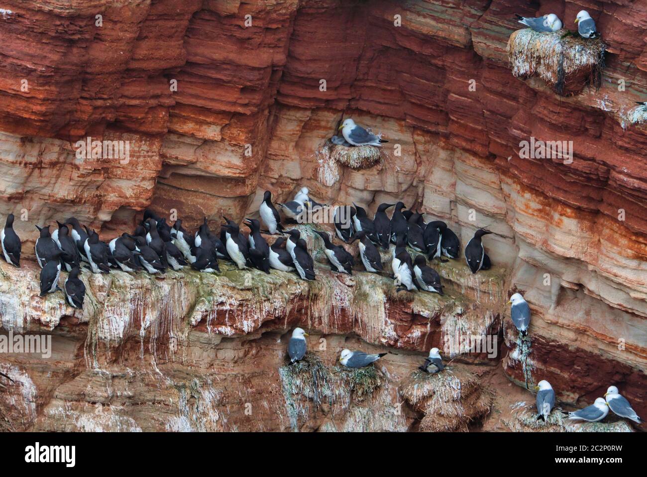 common murre colony - common guillemot on the red Rock in the northsea ...