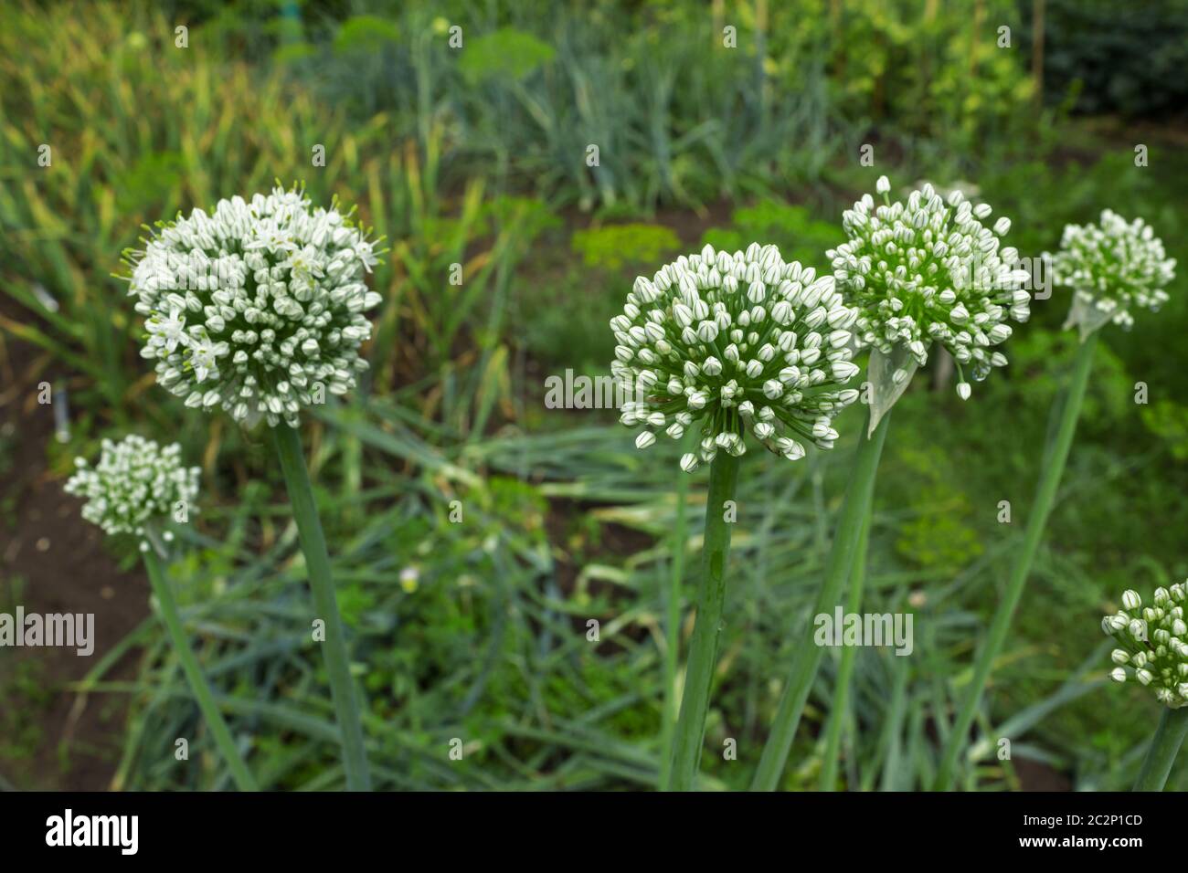 Lush caps of a flowering shallot Stock Photo - Alamy