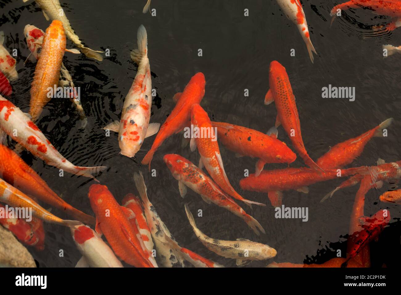Japan carps koi. Red, orange and white fish swim in the water Stock ...