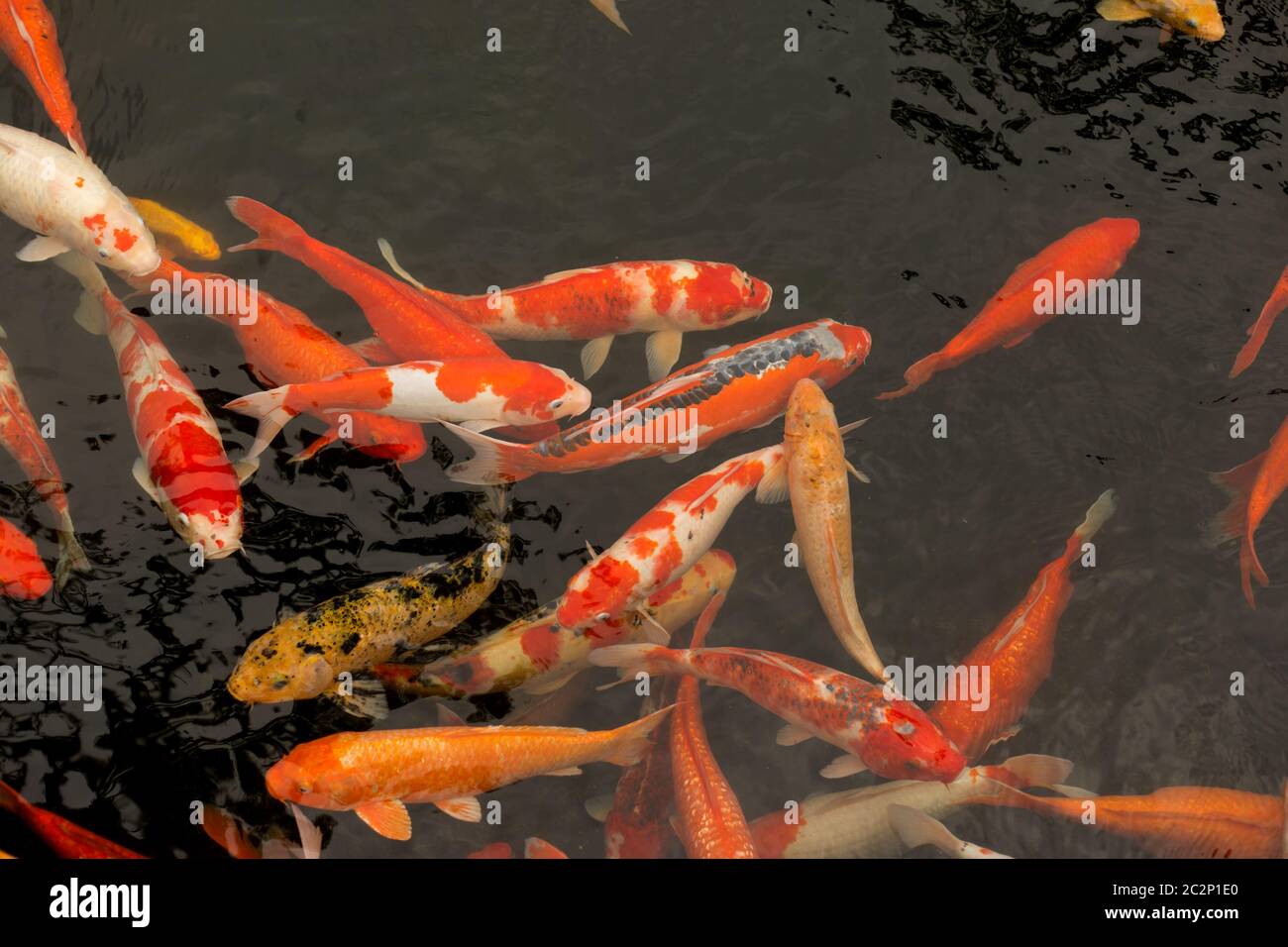 Japan carps koi. Red, orange and white fish swim in the water Stock ...