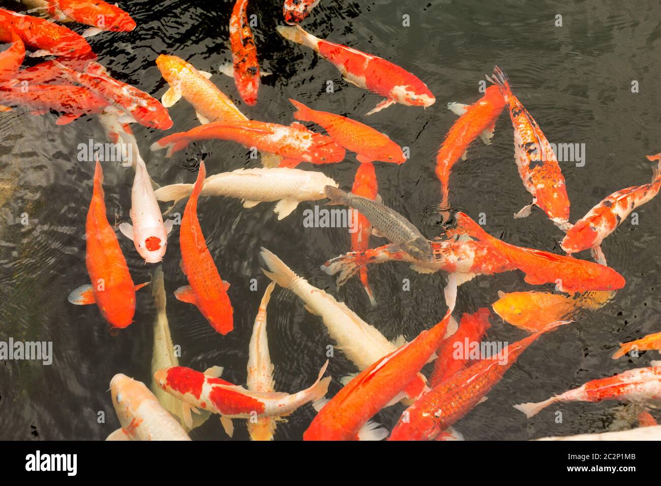 Japan carps koi. Red, orange and white fish swim in the water Stock ...