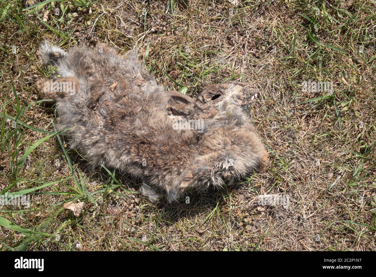 Death rabbit hi-res stock photography and images - Alamy