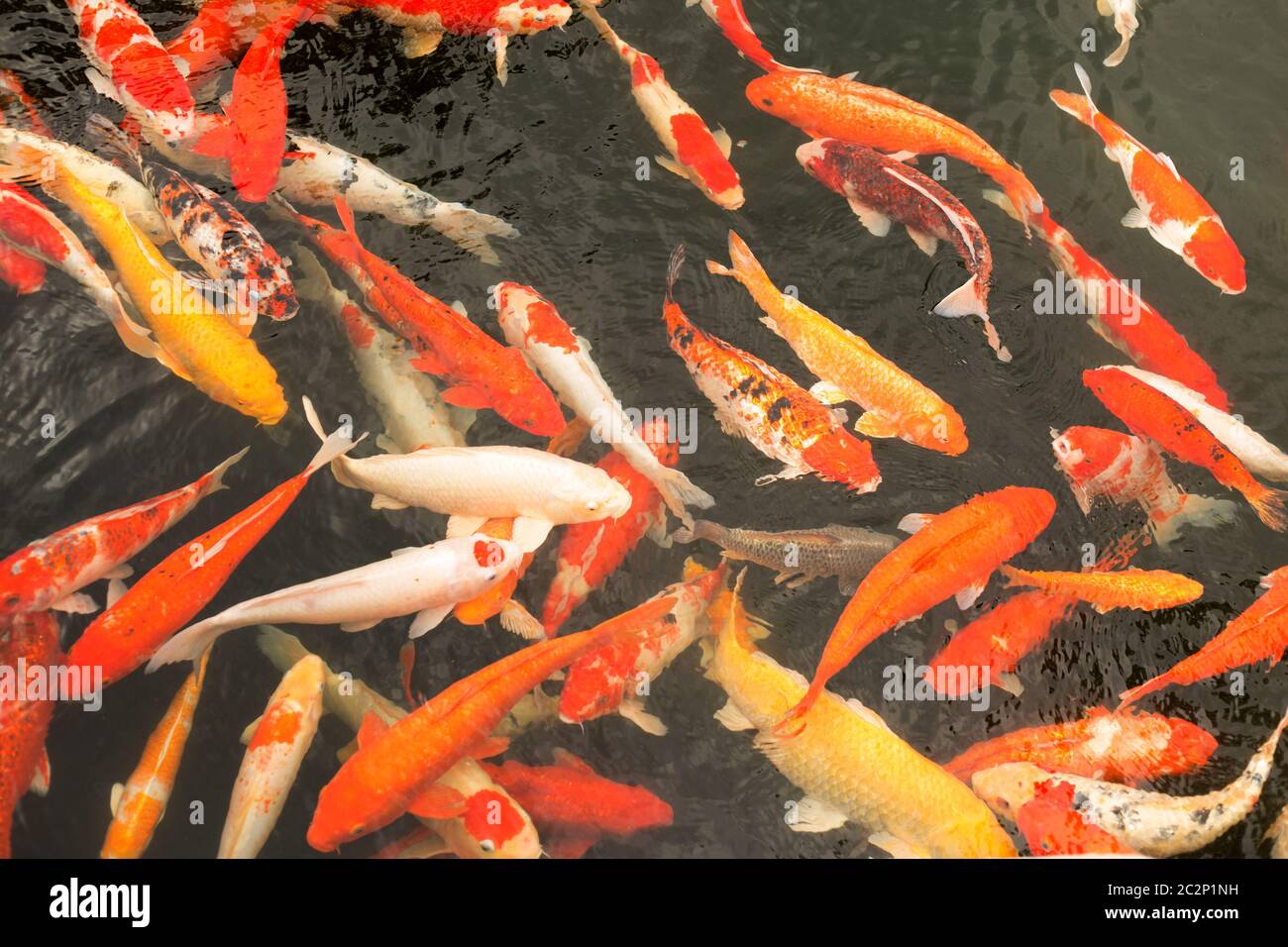 Japan carps koi. Red, orange and white fish swim in the water Stock ...
