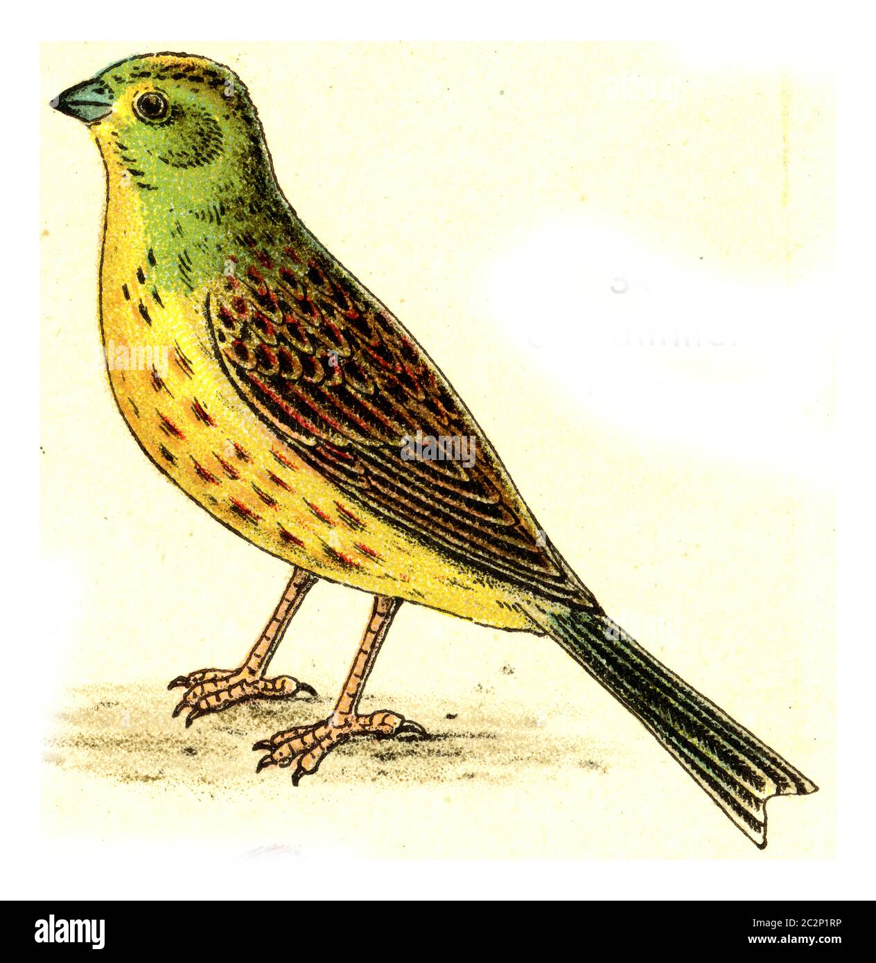 Goldammer, vintage engraved illustration. From Deutch Birds of Europe ...