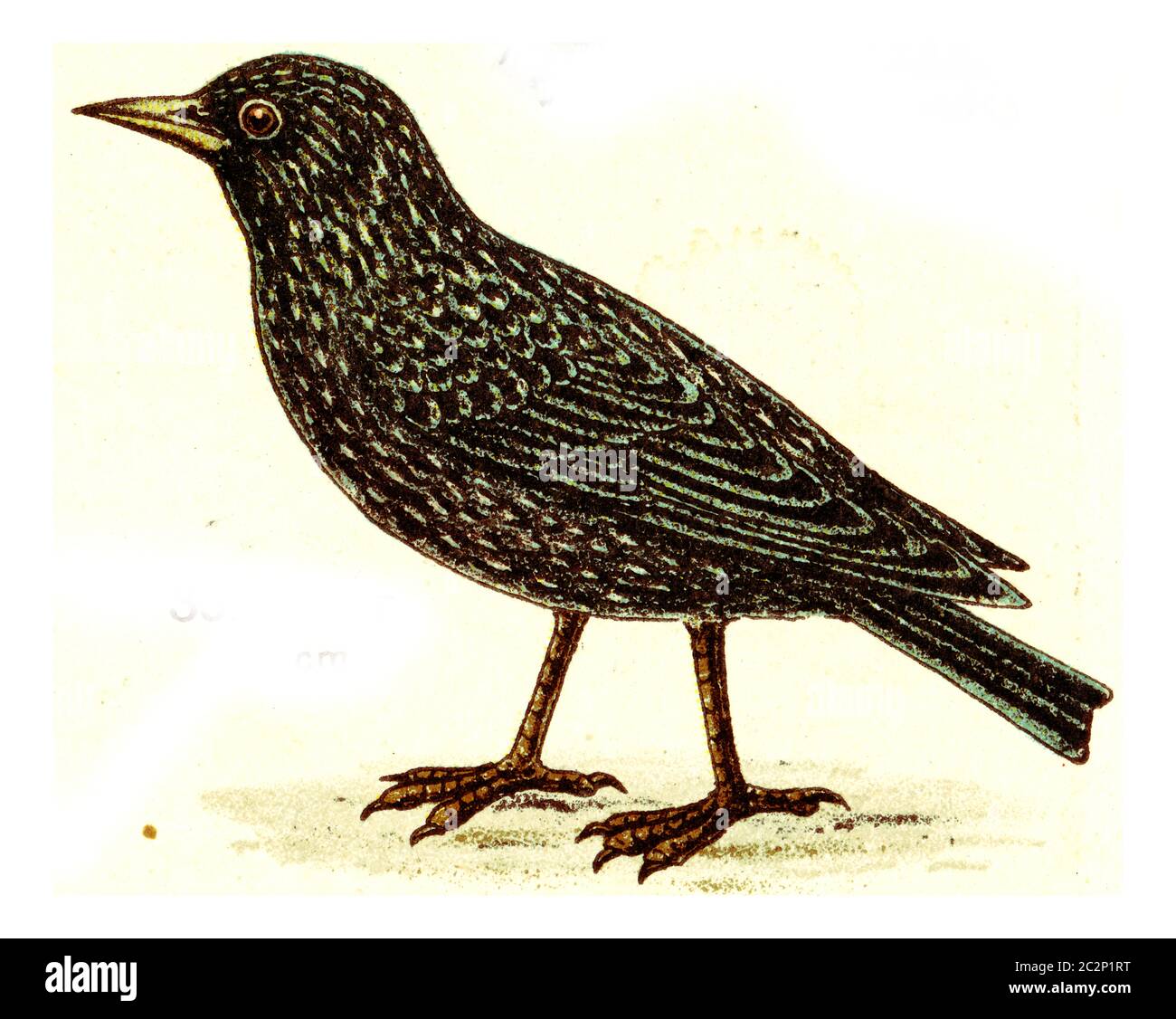 Starling, vintage engraved illustration. From Deutch Birds of Europe ...