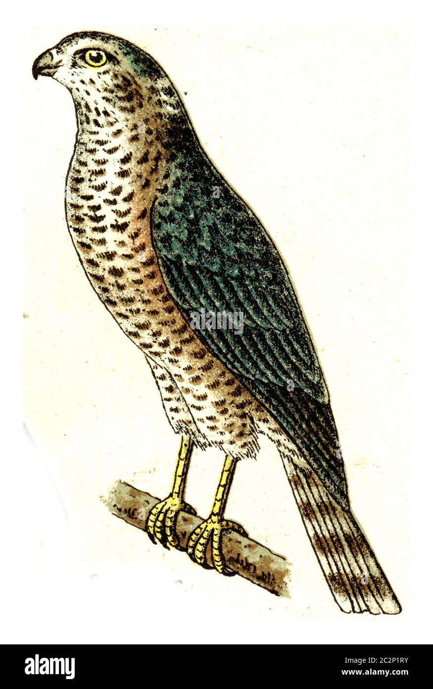 Sparrowhawk Drawing