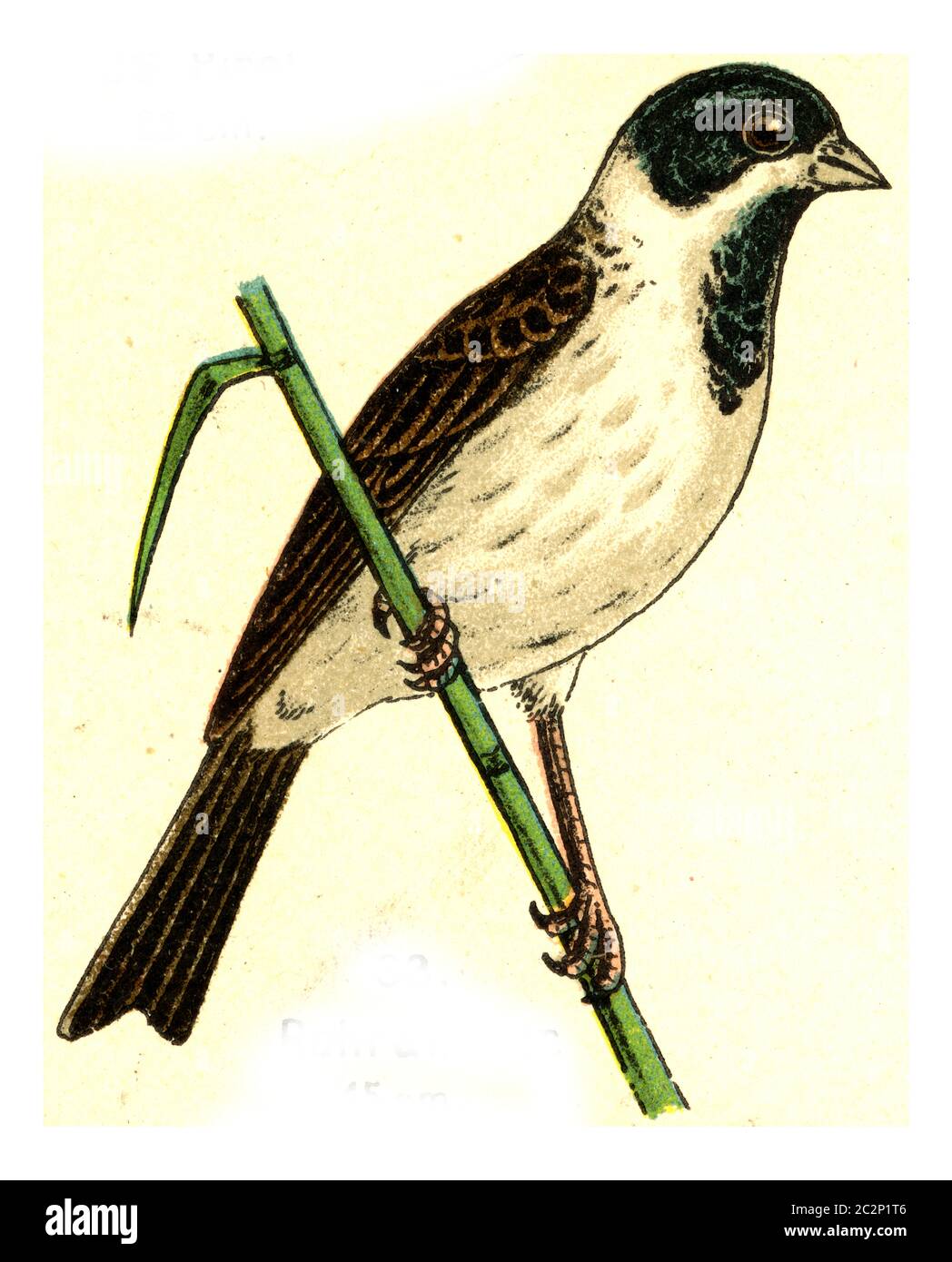 Reed Bunting, vintage engraved illustration. From Deutch Birds of ...