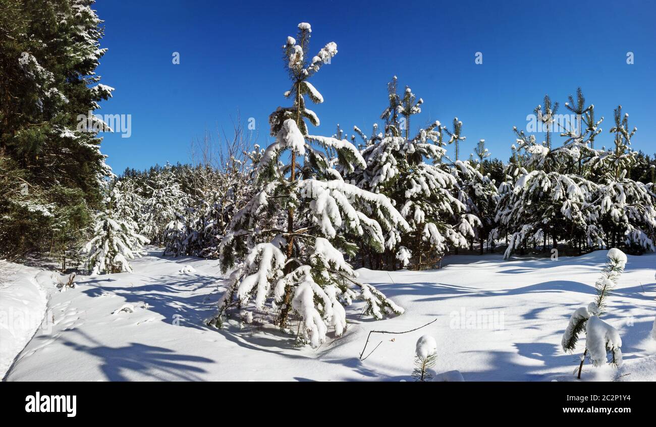 This is an image of a forest after a heavy snow Stock Photo - Alamy
