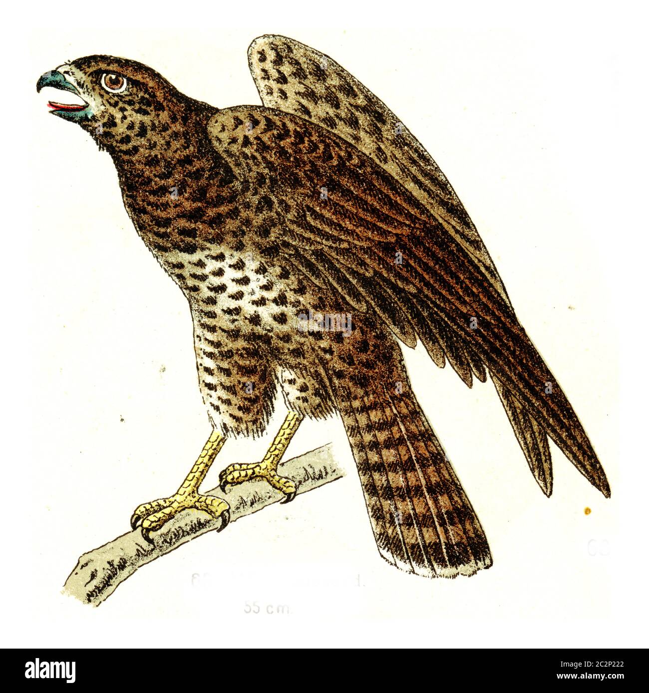 Common buzzard, vintage engraved illustration. From Deutch Birds of ...