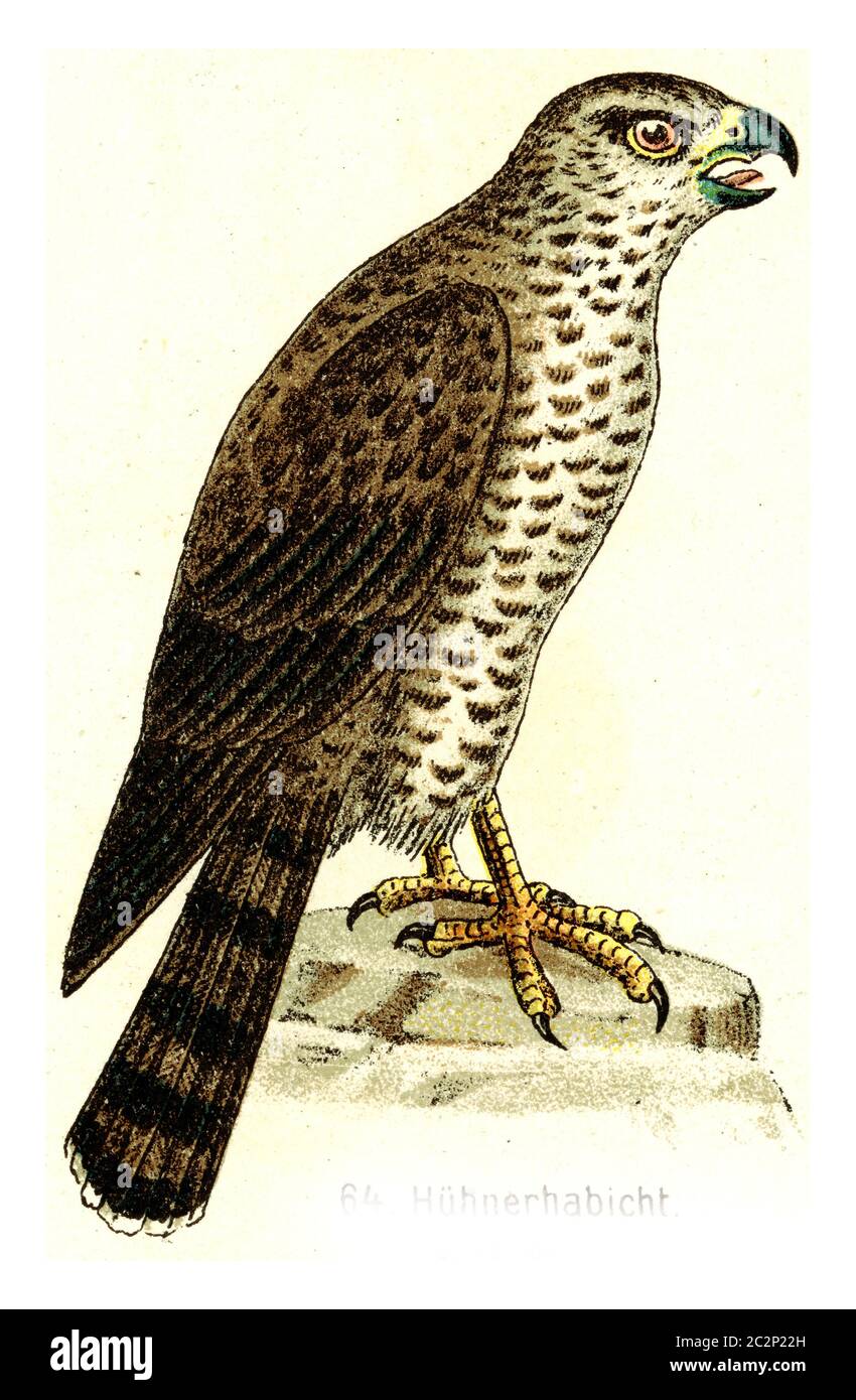 Northern goshawk, vintage engraved illustration. From Deutch Birds of ...