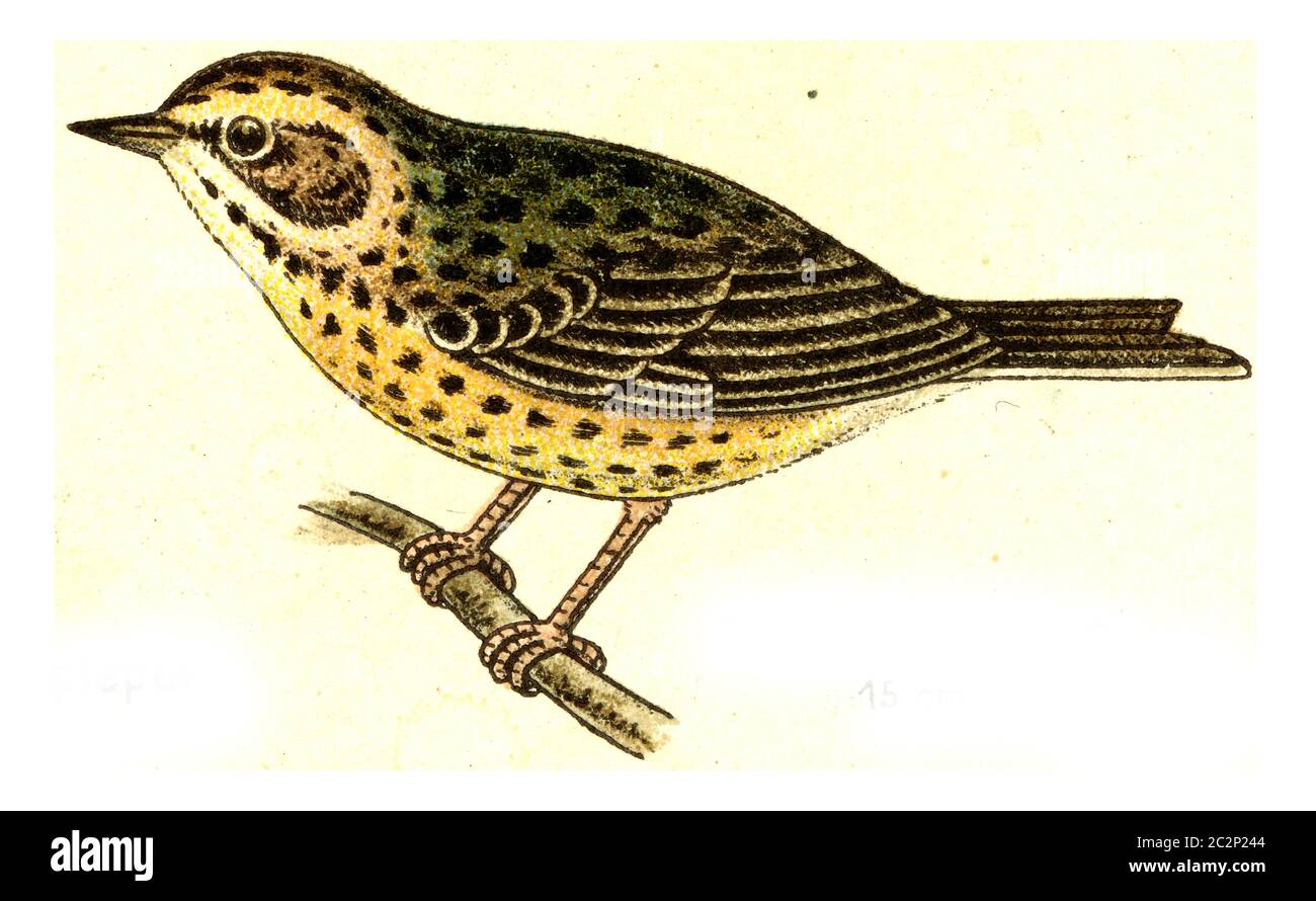 Tree pipit, vintage engraved illustration. From Deutch Birds of Europe ...