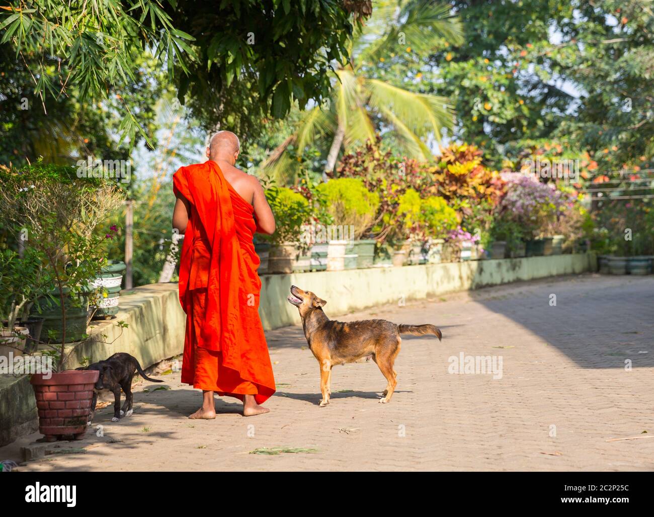 Ceylon, buddhist feeding dogs in buddha temple. Shri Lanka, Unesco ...