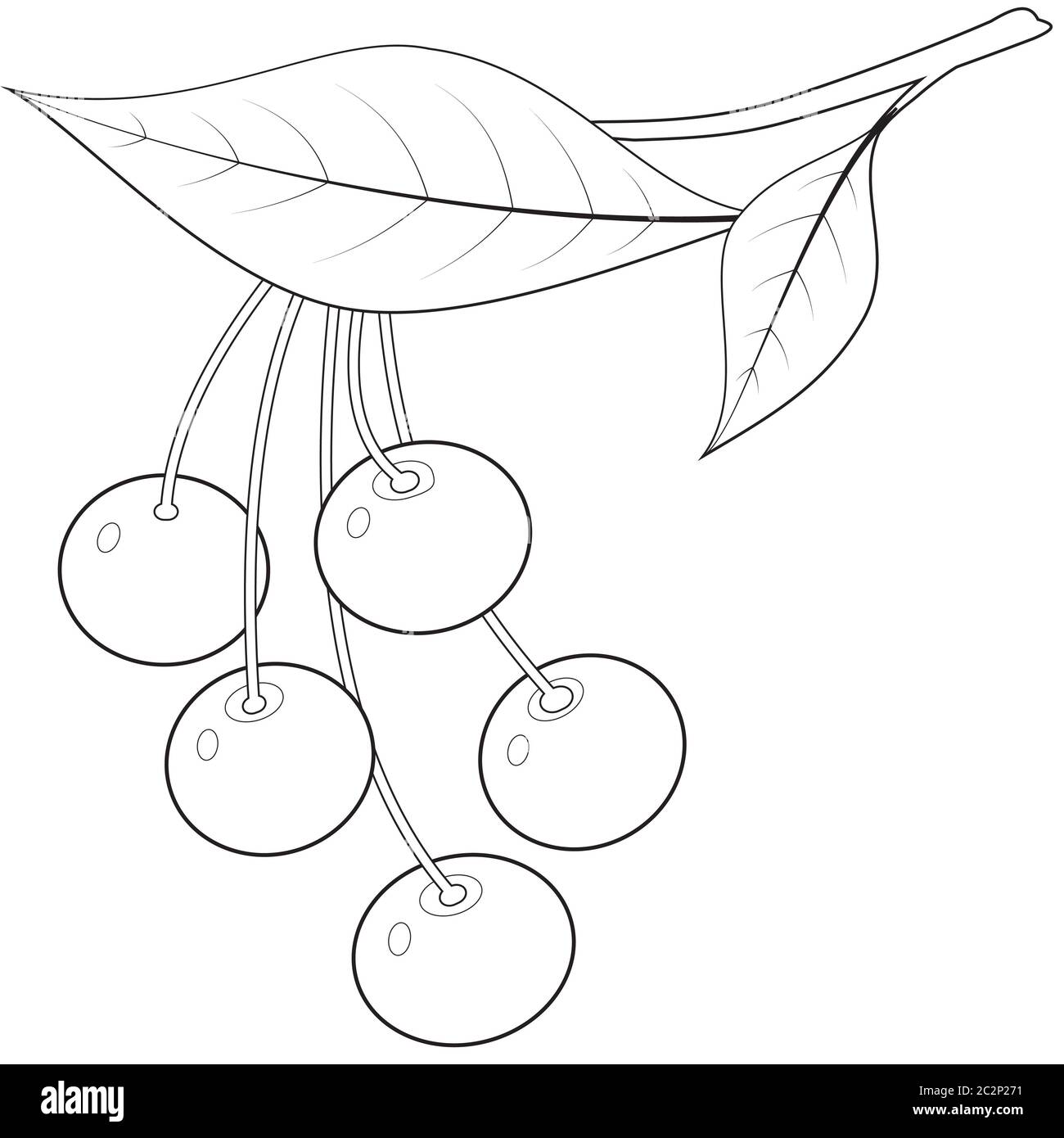 Autumn branches with berries Cut Out Stock Images & Pictures - Alamy