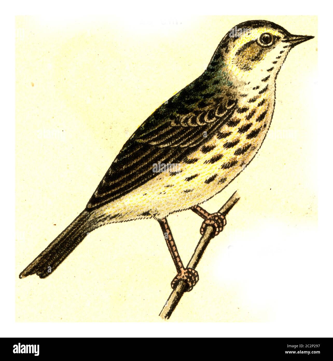 Meadow pipit, vintage engraved illustration. From Deutch Birds of ...