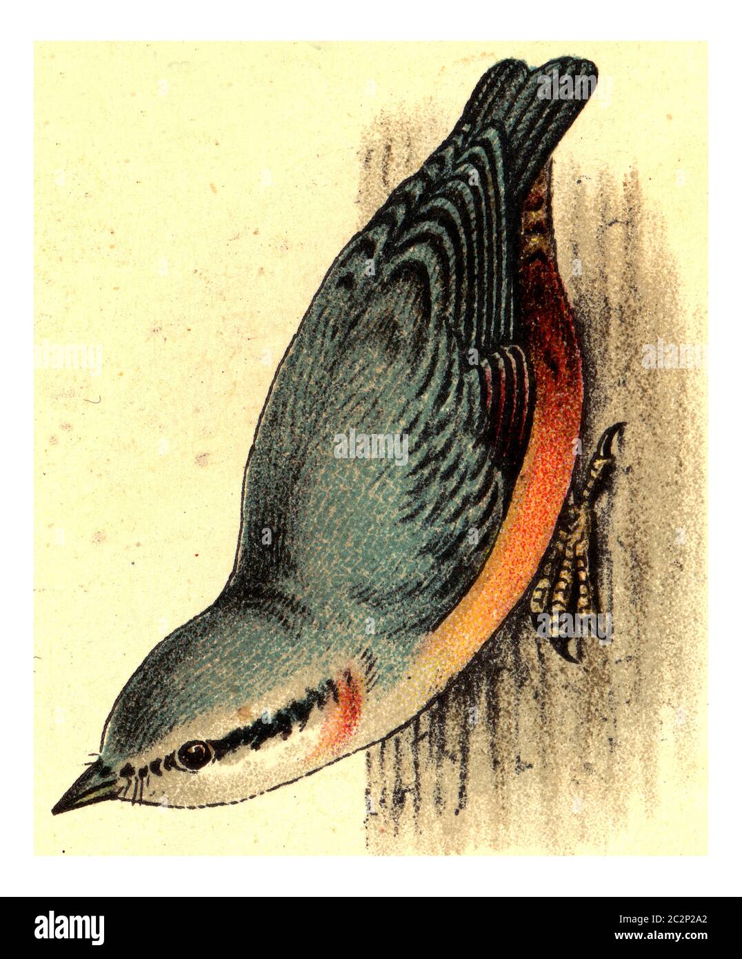 Nuthatch, vintage engraved illustration. From Deutch Birds of Europe ...
