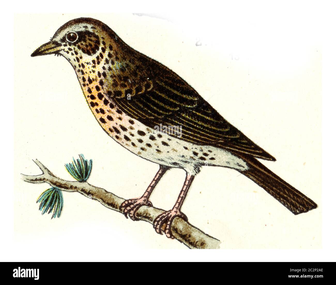 Thrush Bird Drawing