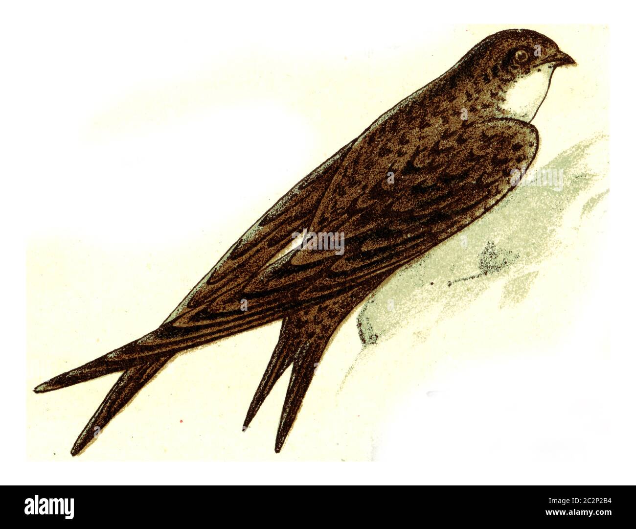 Common swift, vintage engraved illustration. From Deutch Birds of ...
