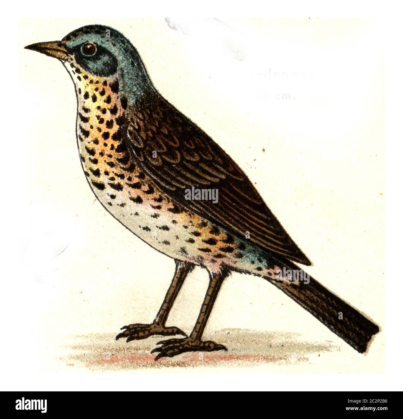 Fieldfare, vintage engraved illustration. From Deutch Birds of Europe ...