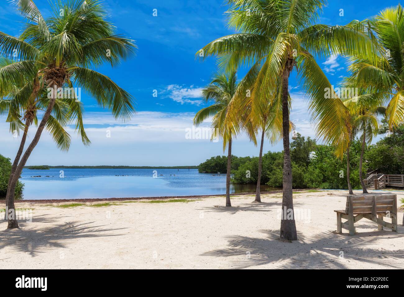Palm trees on a tropical beach in Florida Keys Stock Photo - Alamy