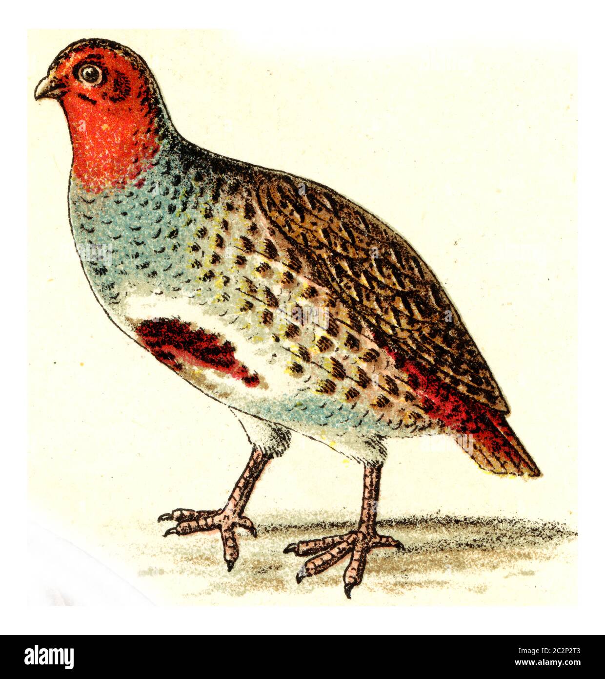 Partridge, vintage engraved illustration. From Deutch Birds of Europe ...