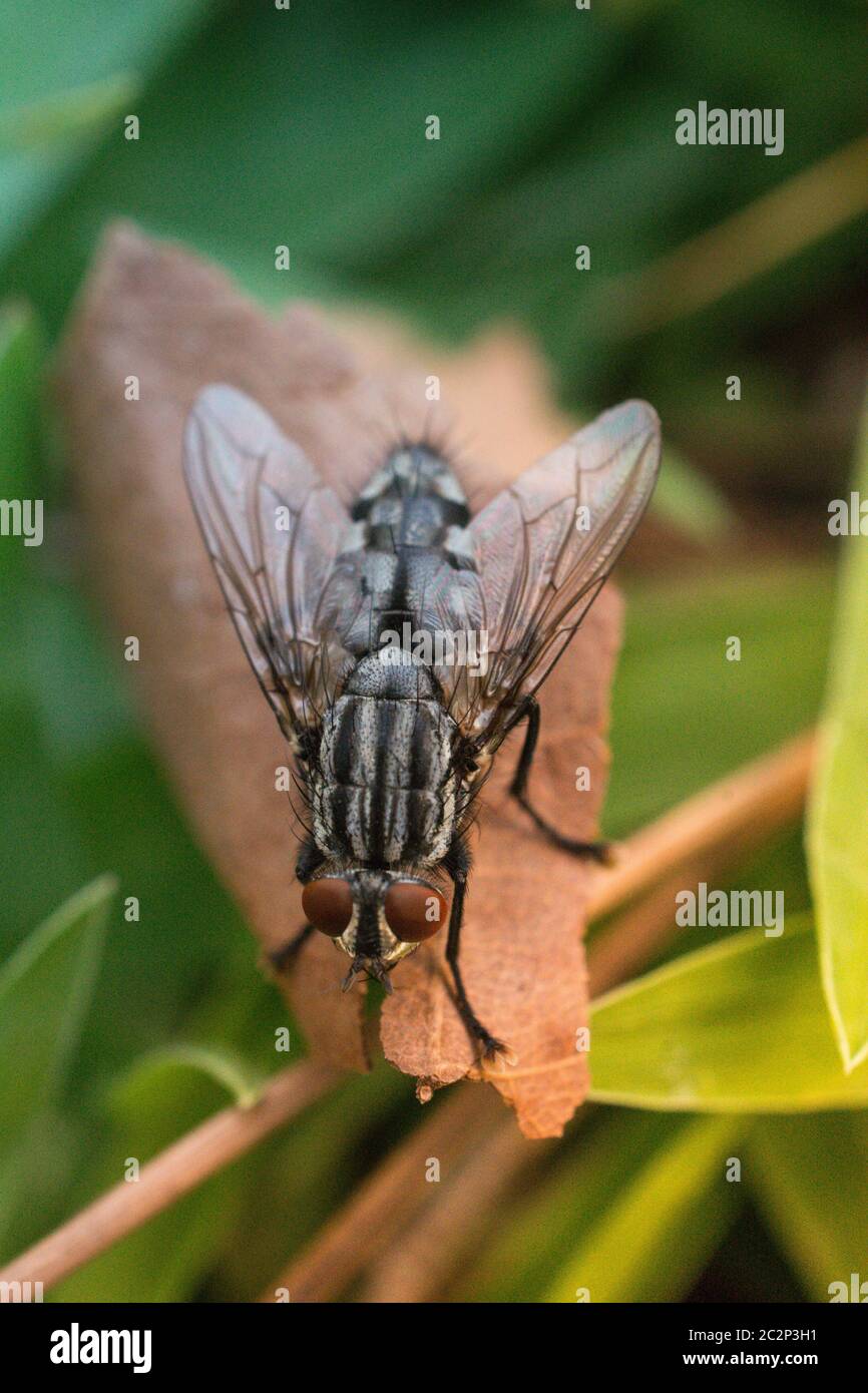 Musca domestica proboscis hi-res stock photography and images - Alamy