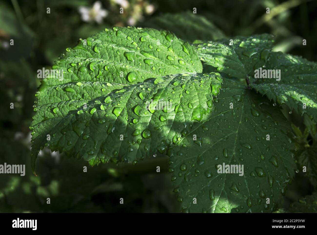 Shaking leaves hi-res stock photography and images - Alamy