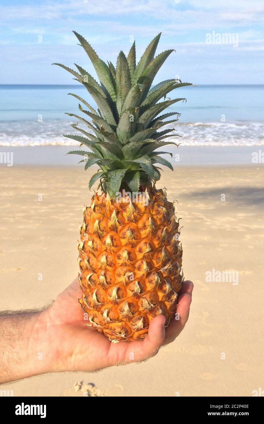 One pineapple on beach tourism hi-res stock photography and images - Alamy