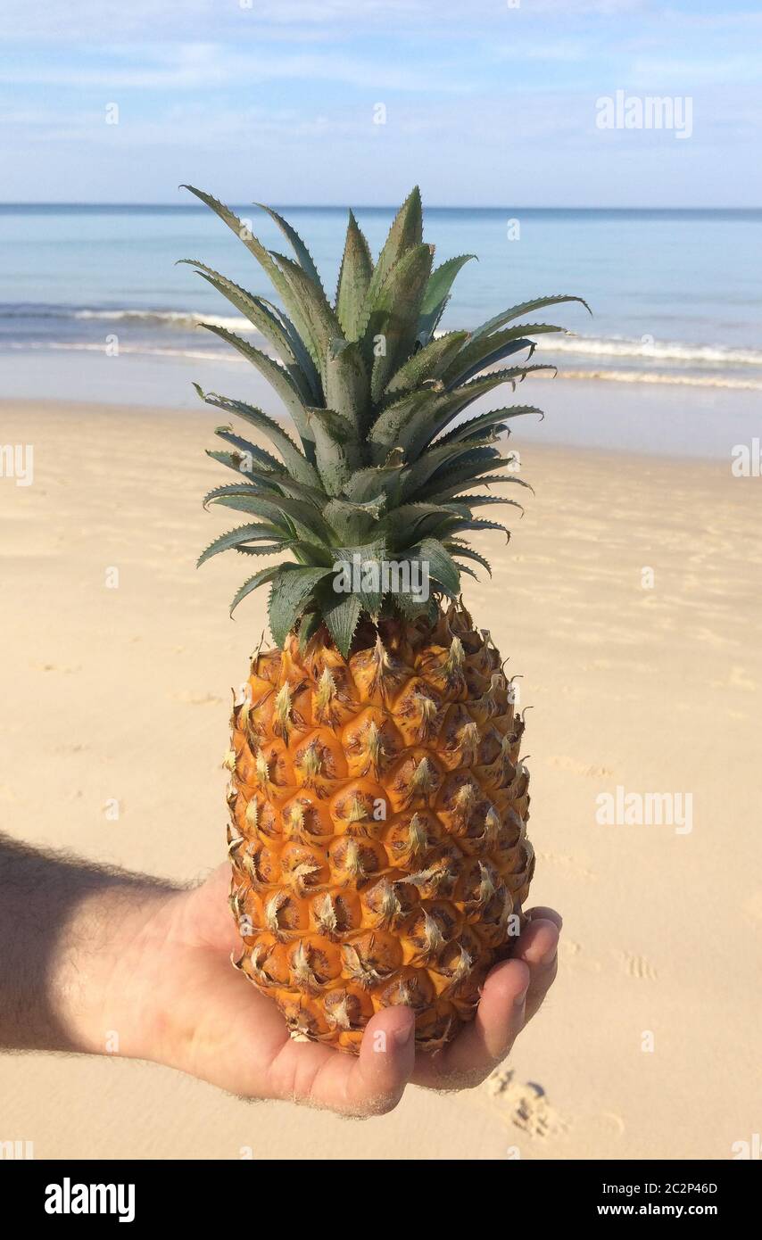 Photos of pineapple on a background of the sea on the beach in Thailand ...