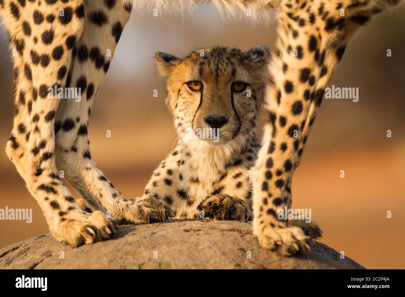Portrait of a cheetah looking straight at the camera with amber eyes ...
