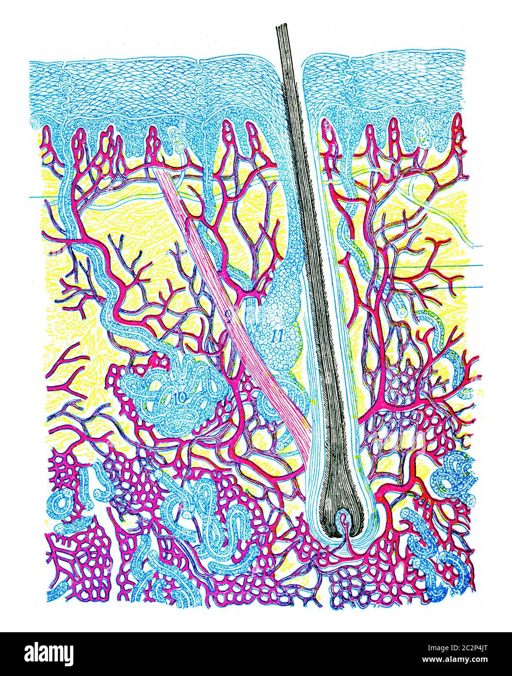 Diagrammatic section of the skin, illustrating the different structures ...