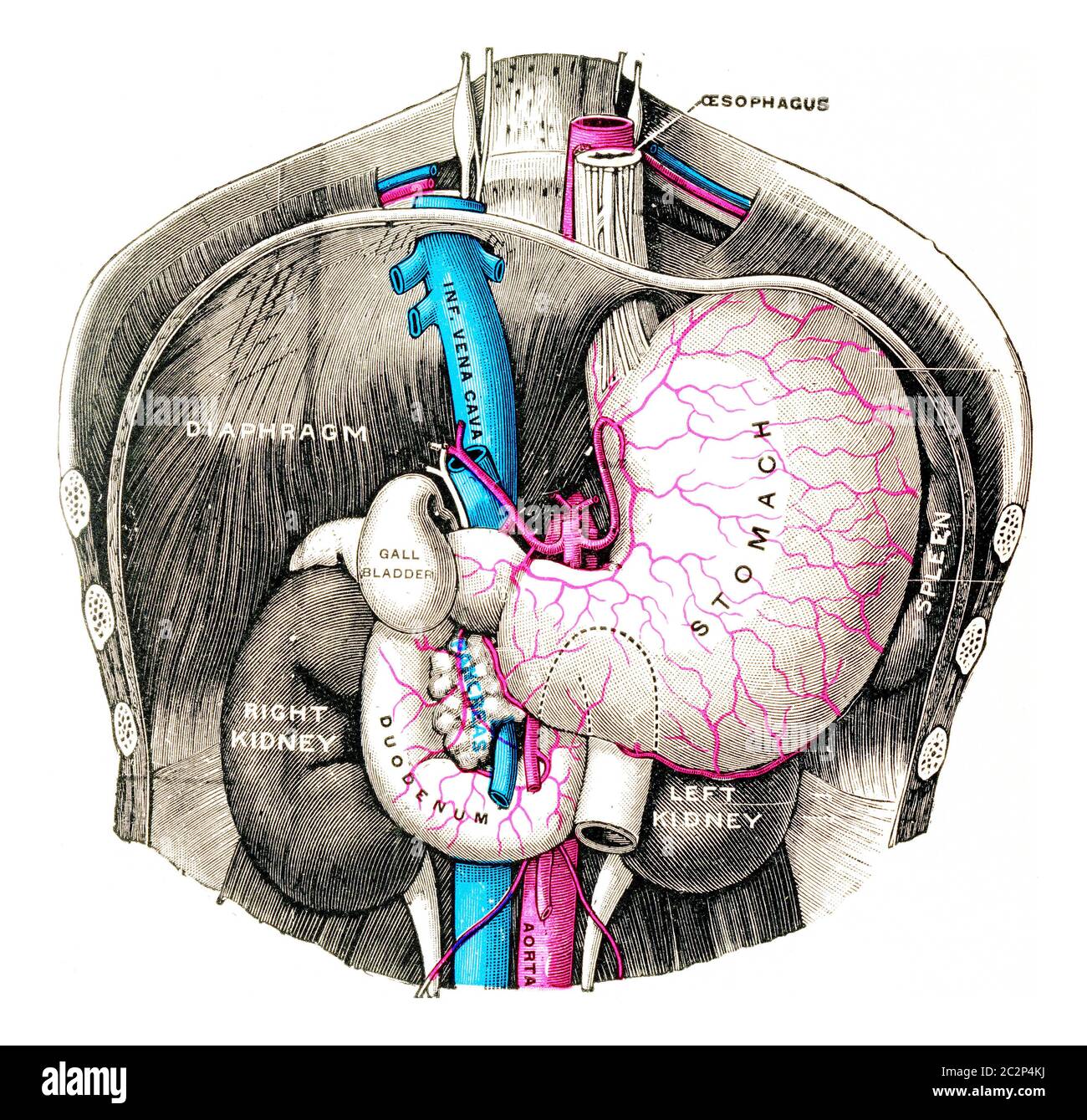 Stomach and duodenum, vintage engraved illustration Stock Photo - Alamy