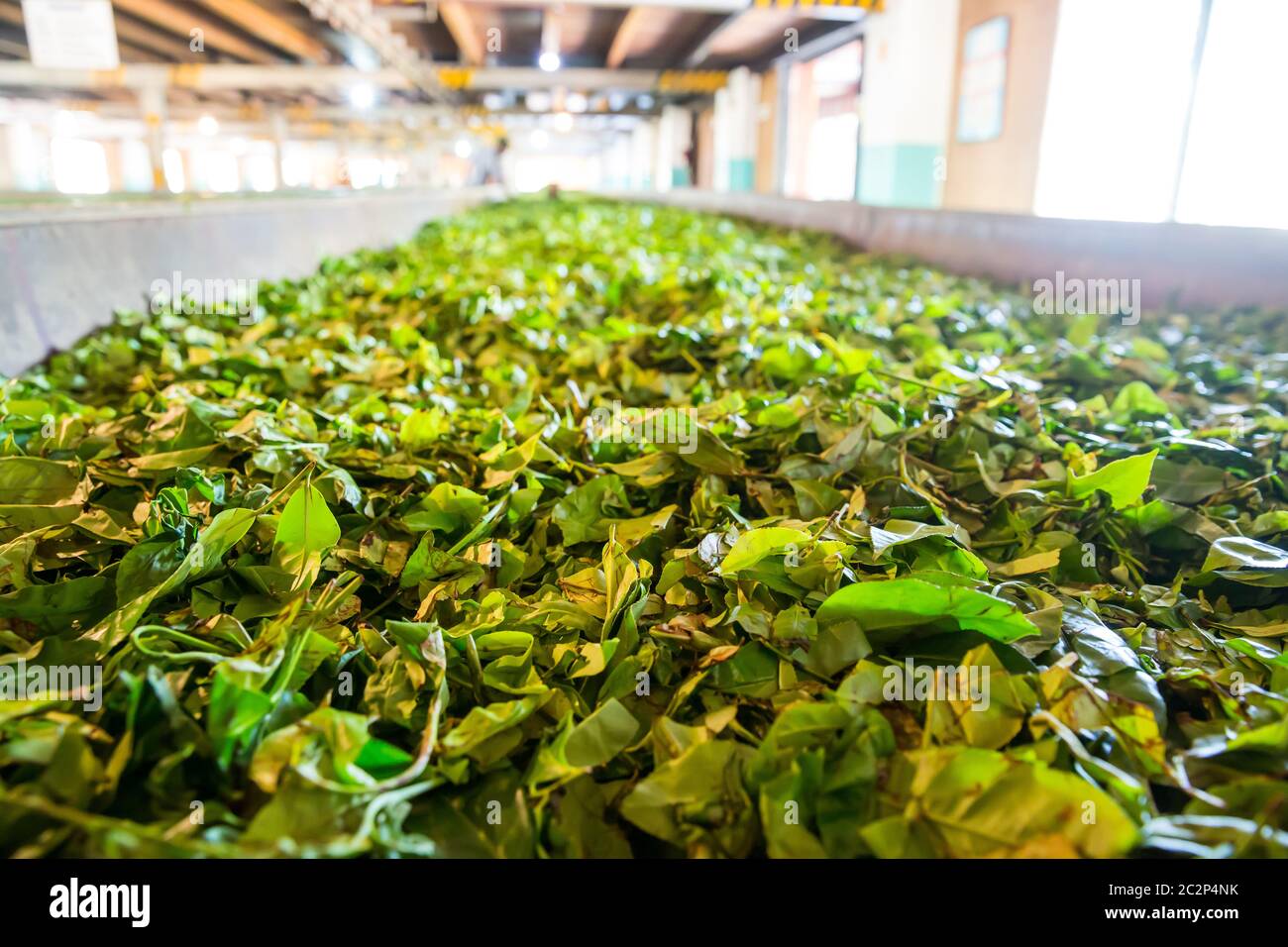 Ceylon tea leaves drying process. Sri Lanka factory Stock Photo - Alamy
