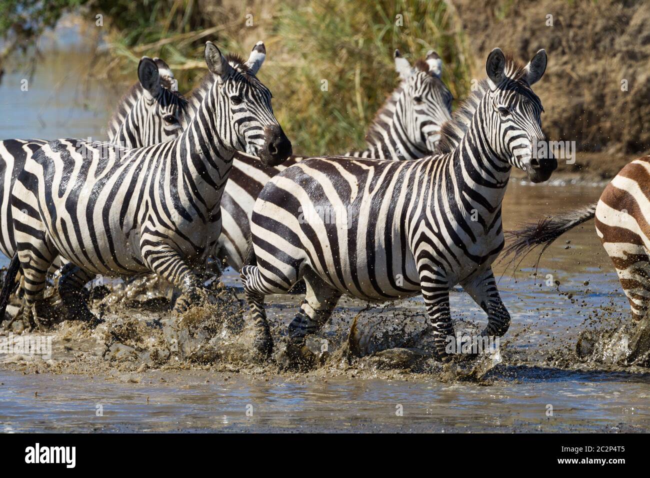 Zebra herd running through muddy water splashing on a sunny day in ...