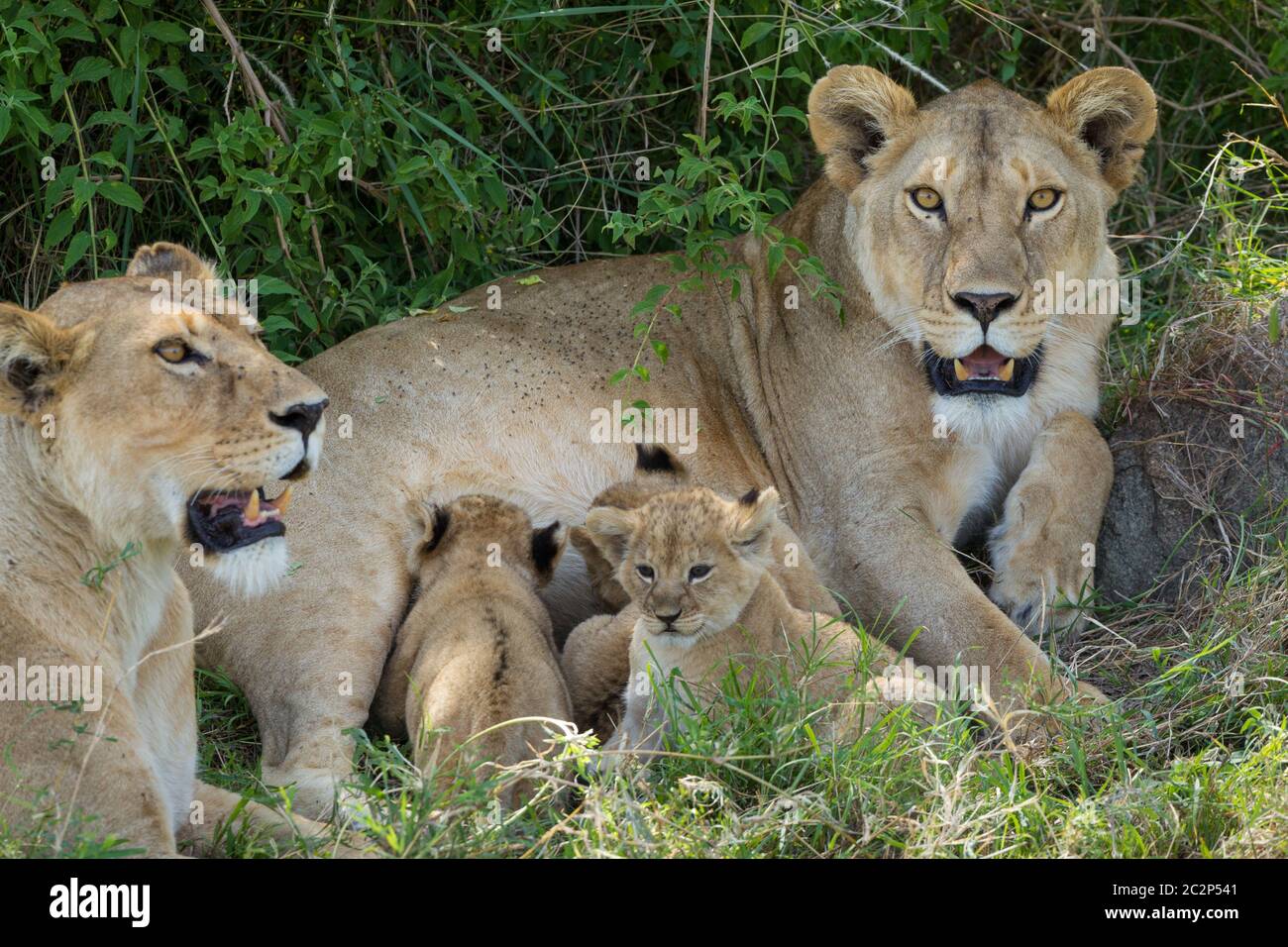 Lioness resting lying down in green bush with her tiny newborn lion ...
