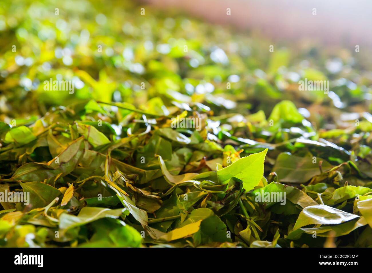 Ceylon tea leaves closeup, harvest drying process. Sri Lanka factory ...