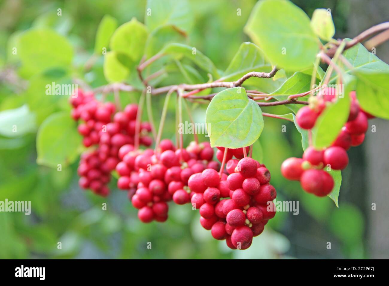 Red schizandra hang in row on green branch. Schizandra chinensis plant ...
