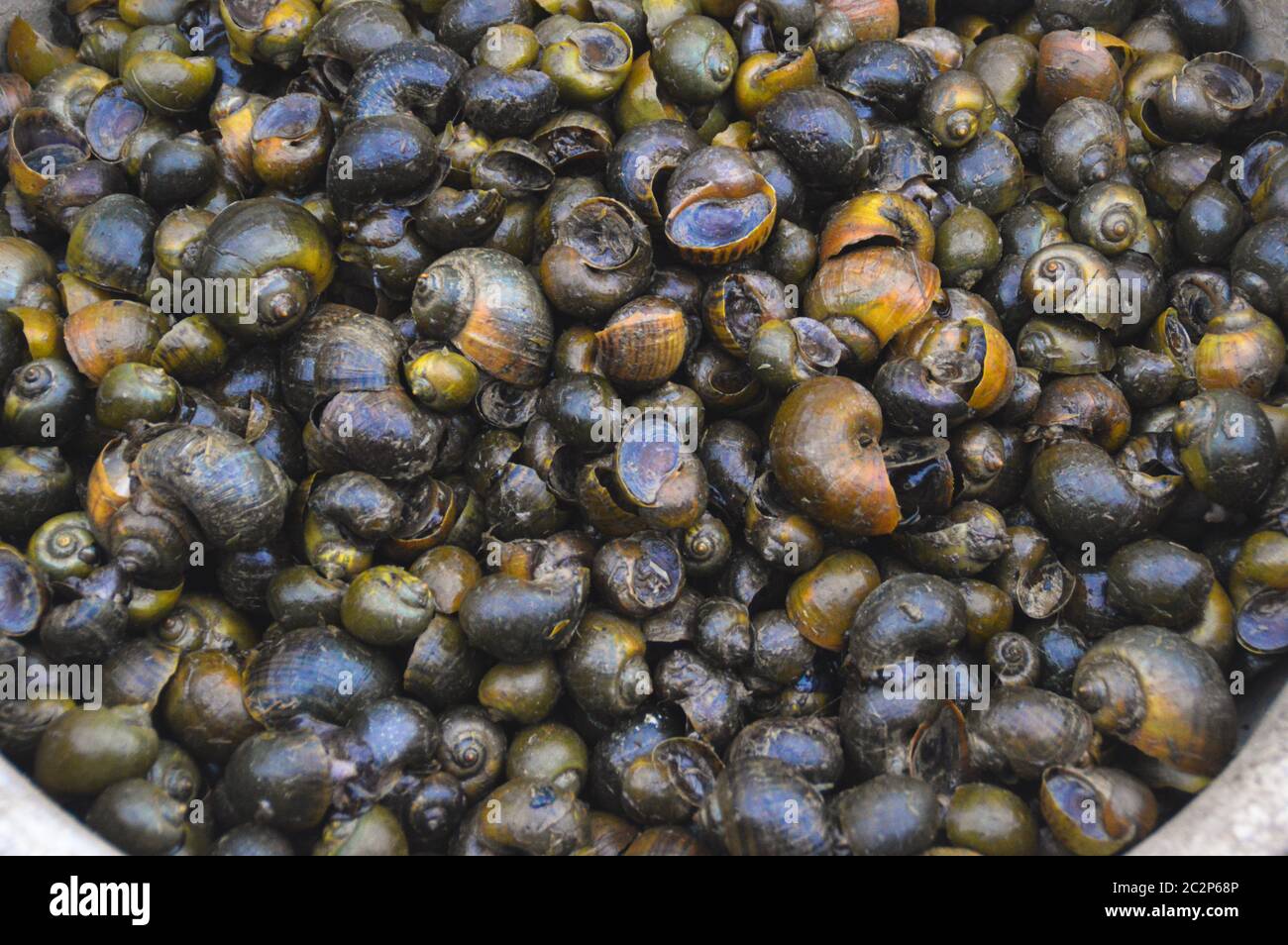 Land snails sold as food in Luang Prabang Morning Market in Laos that ...