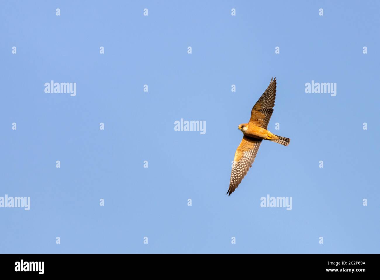 Little baby falcon flying in the air. Animals in freedom. Falcon bird ...
