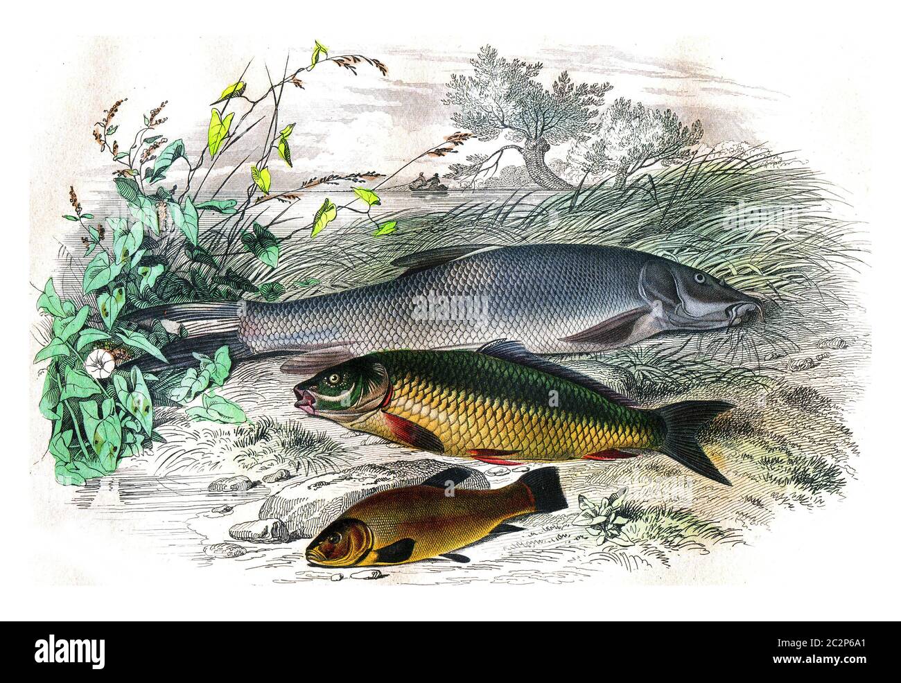 The barbillon, The carp, the tench, vintage engraved illustration ...