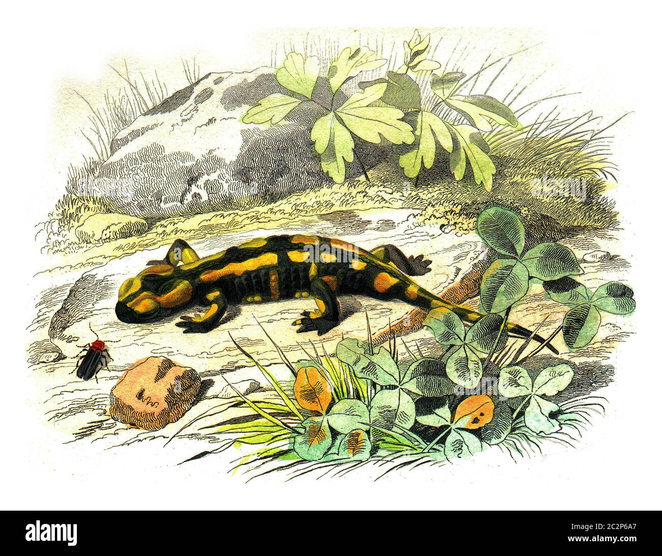 The terrestrial salamander, vintage engraved illustration. Natural ...