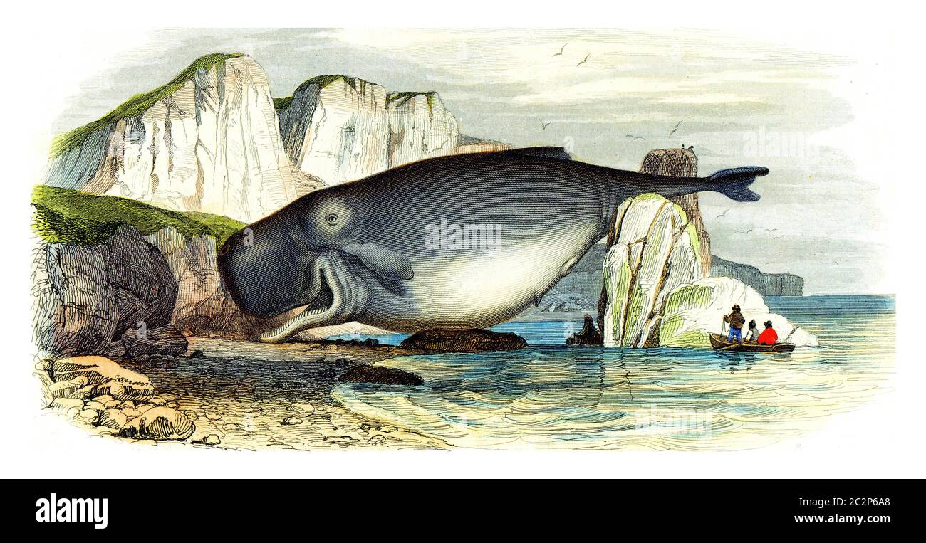 Vintage Whale Illustration