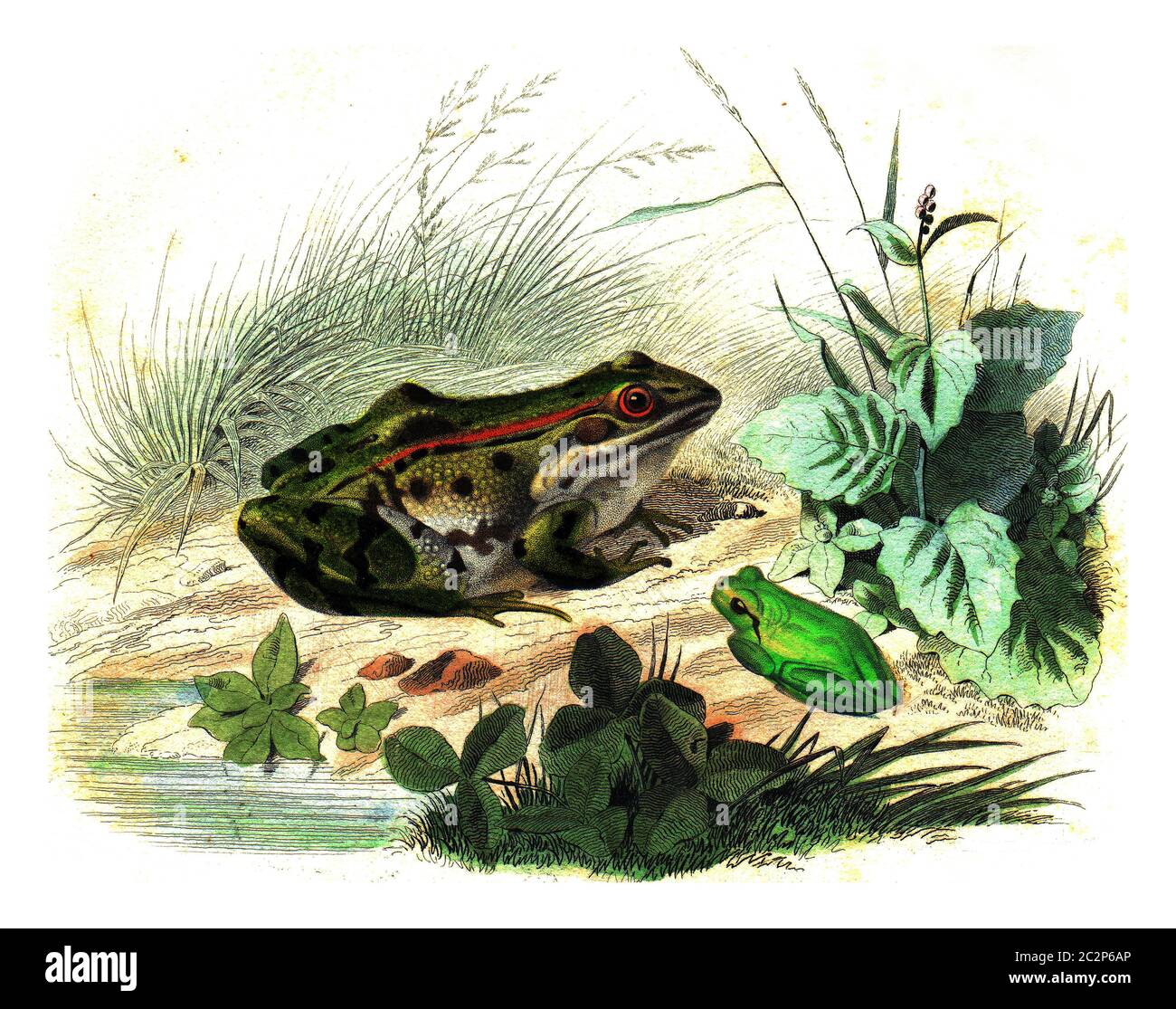 Vintage frog drawing Cut Out Stock Images & Pictures - Alamy