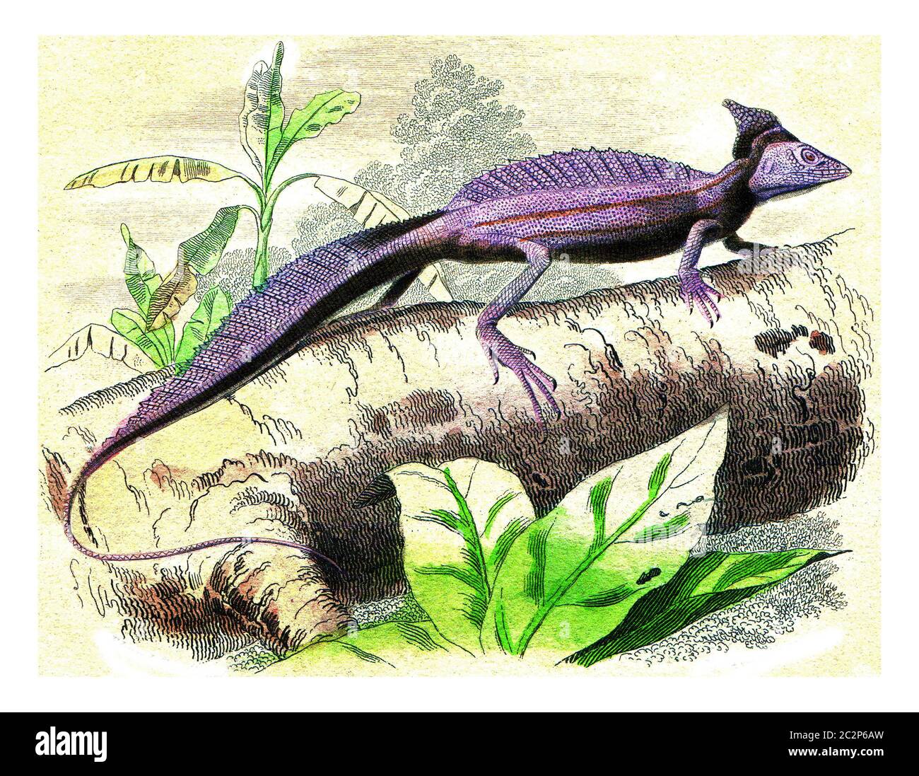 The basilisk, vintage engraved illustration. Natural History from ...