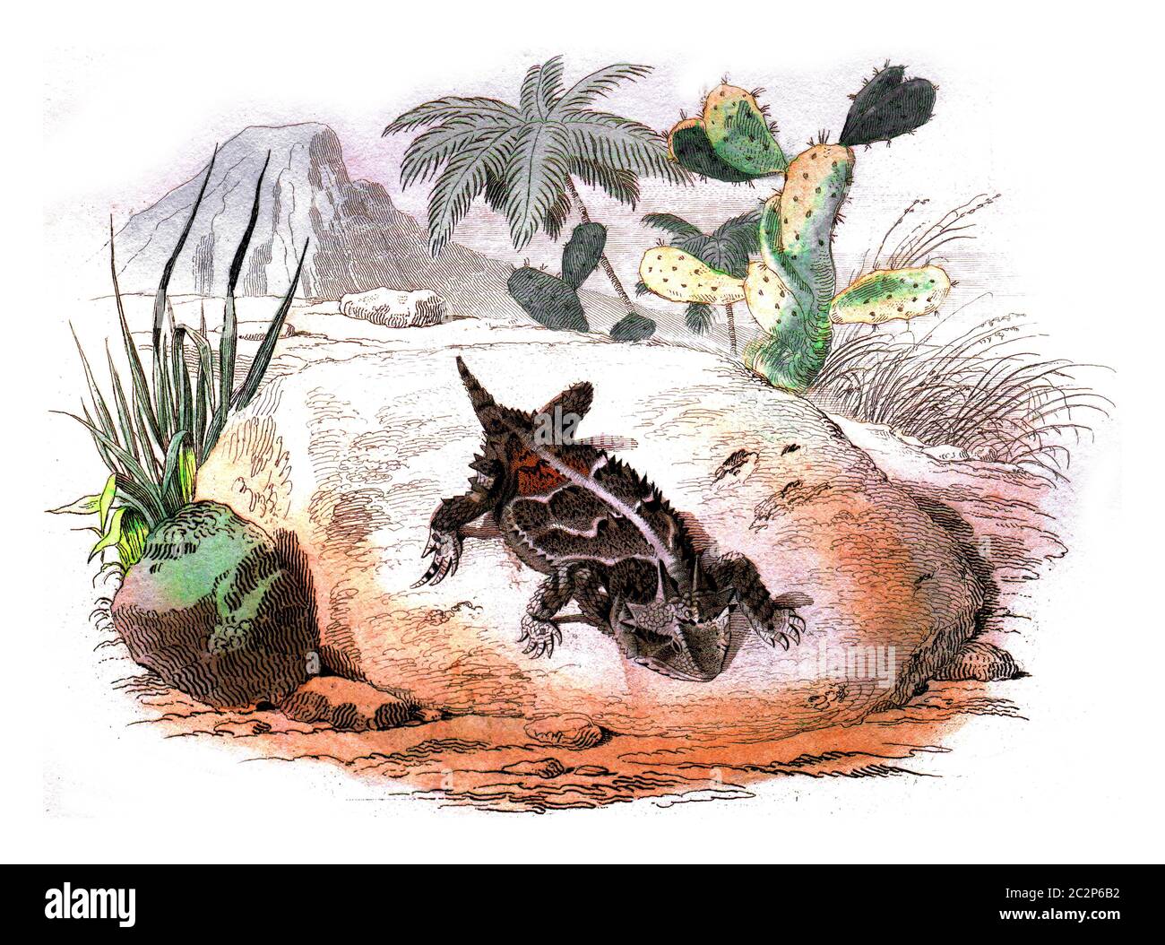 The tapaya, vintage engraved illustration. Natural History from ...