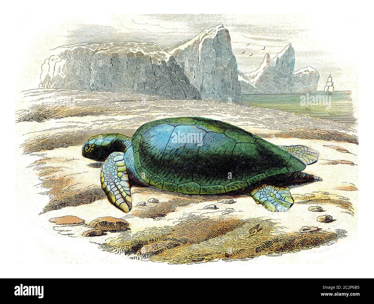 The frank turtle, vintage engraved illustration. Natural History from ...