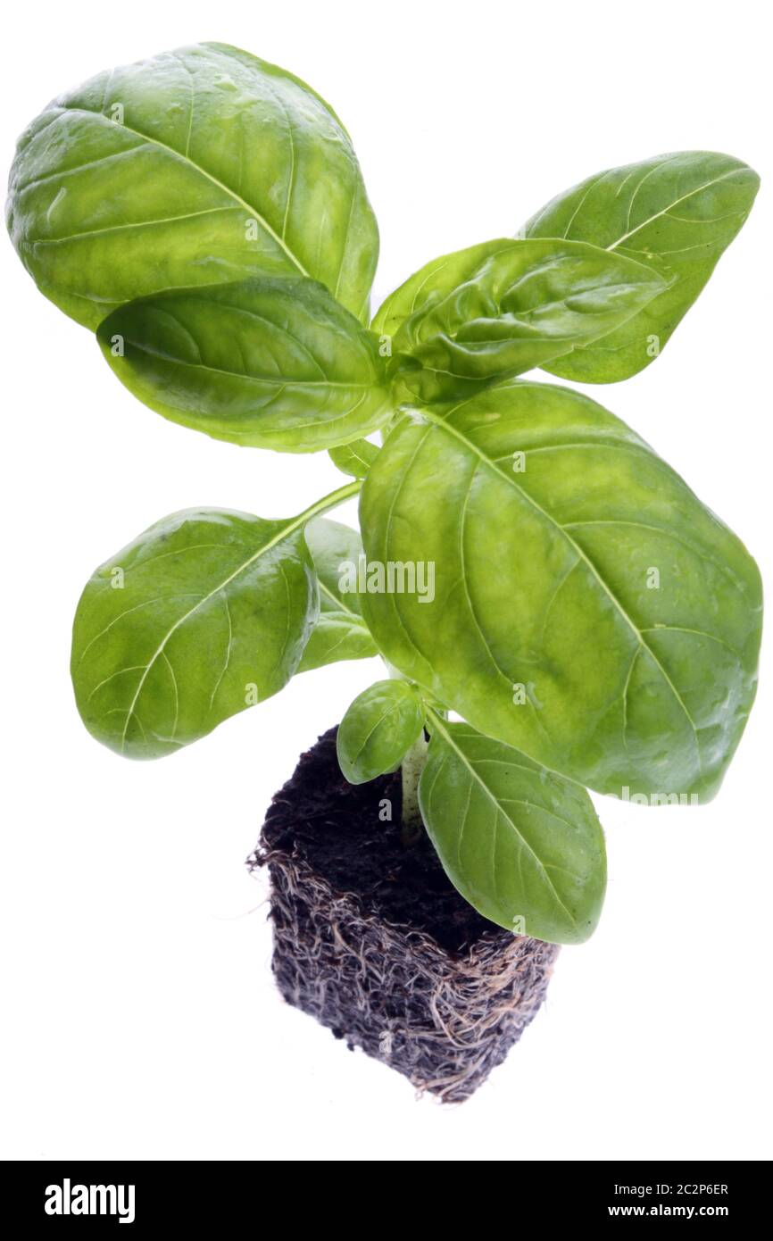 Green basil italian Cut Out Stock Images & Pictures - Alamy