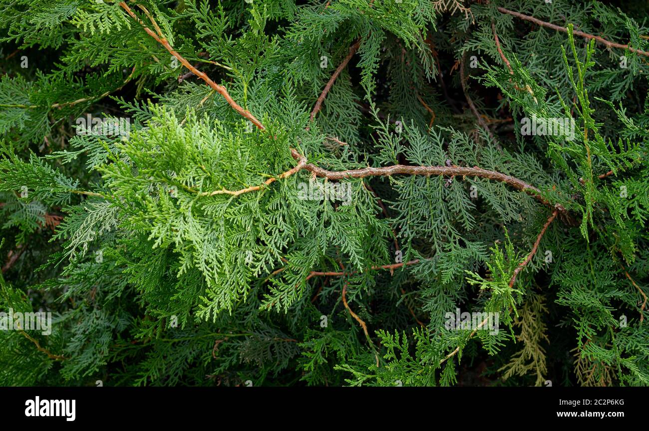 Branches of an evergreen shrub Stock Photo - Alamy