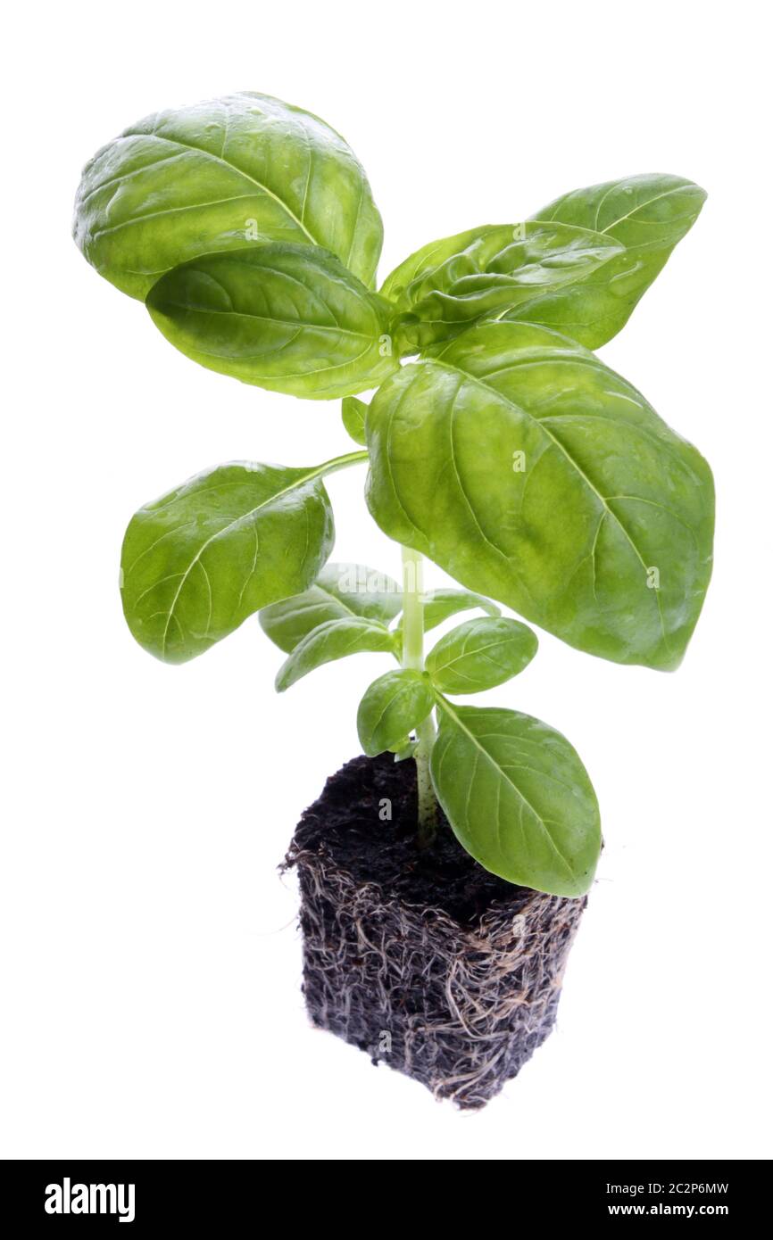Fresh green italian basil Cut Out Stock Images & Pictures - Alamy