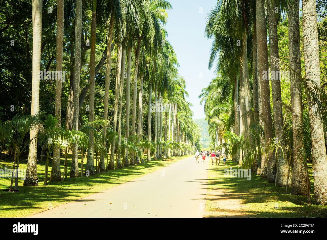 Palm alley tropical park on Sri Lanka. Ceylon attractions Stock Photo ...