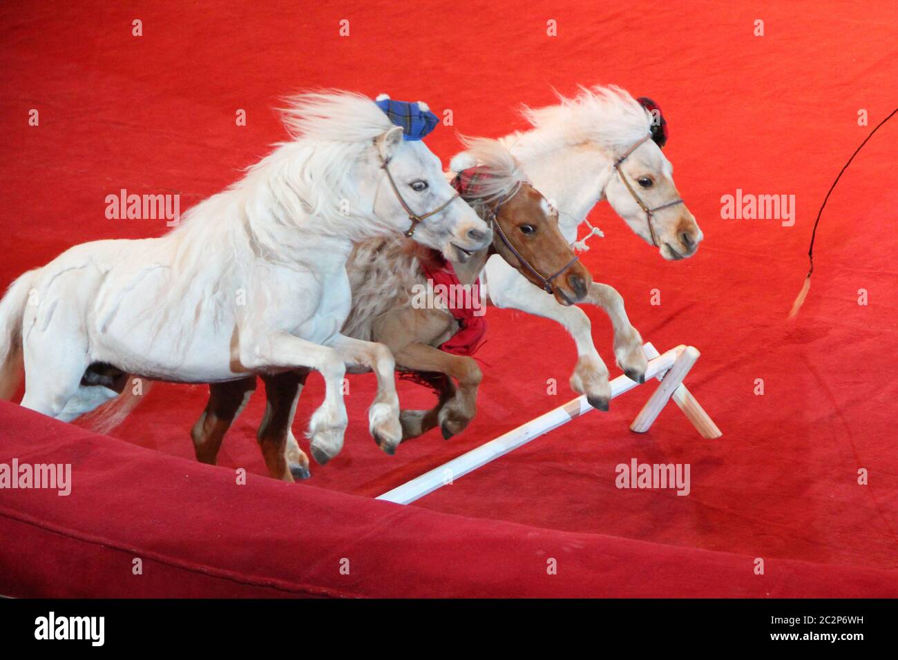 Animal female people woman ponies pony horse rider riding hi-res stock ...